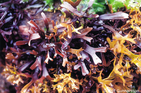 Fjörugrös 250 gr Innihald: fjörugrös (irish moss) – Wild Icelandic