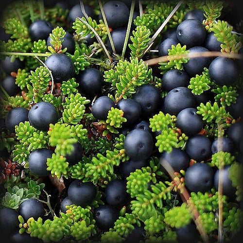 Krækiberjasafi / Crowberry juice Innihald: kaldpressuð krækiber (hrása ...